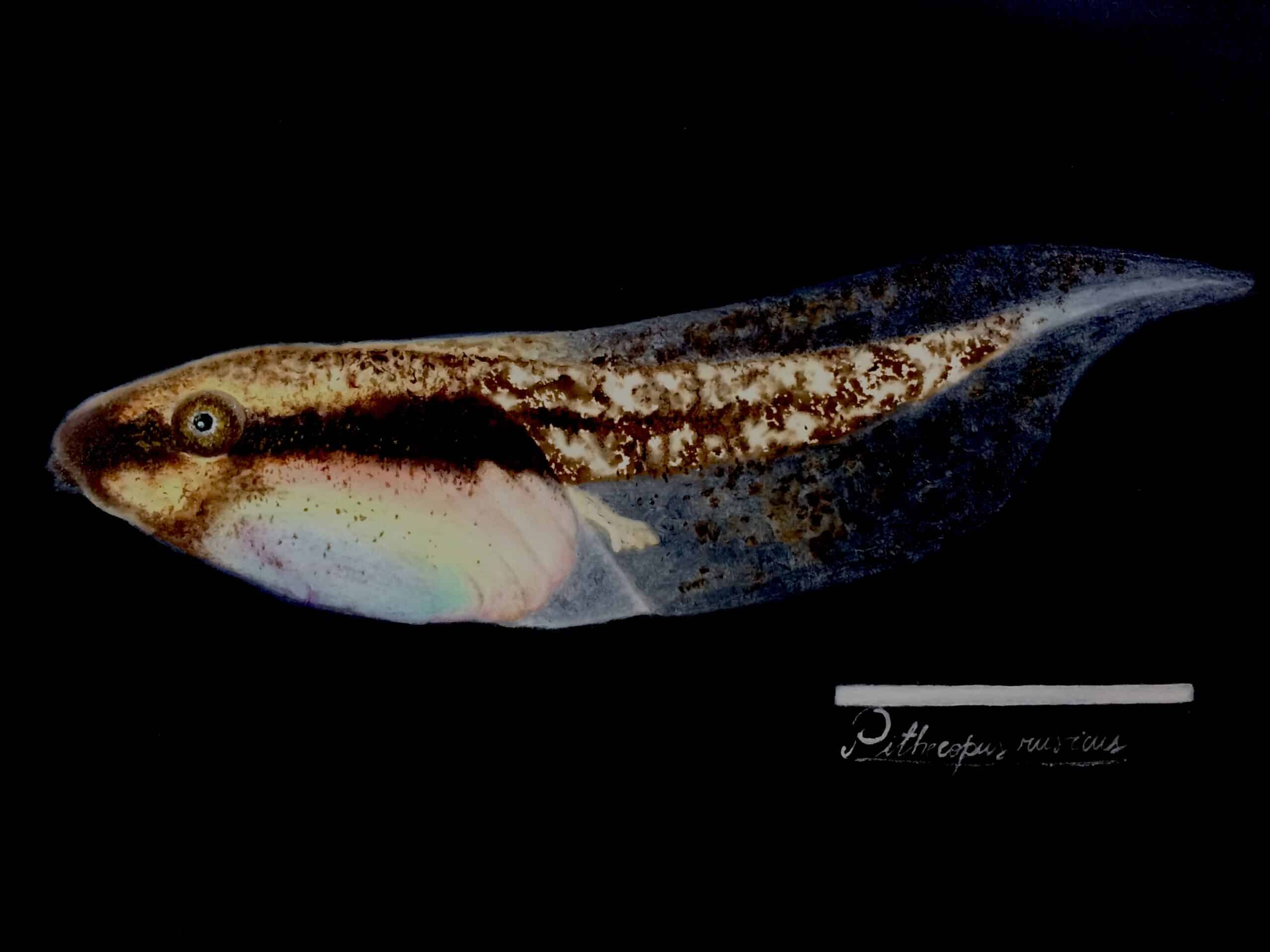 Descrição do girino de Pithecopus rusticus (Anura: Phyllomedusidae ...