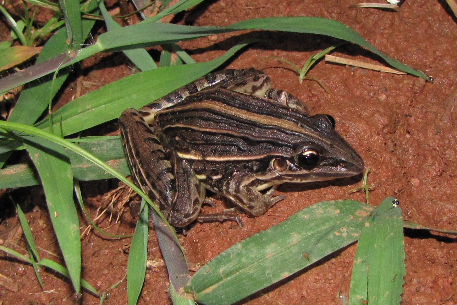 Leptodactylus gracilis - Girinos do Pampa