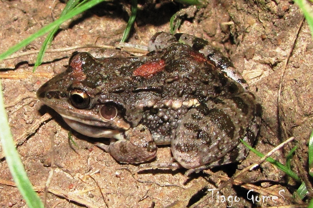 Leptodactylus latinasus - Girinos do Pampa