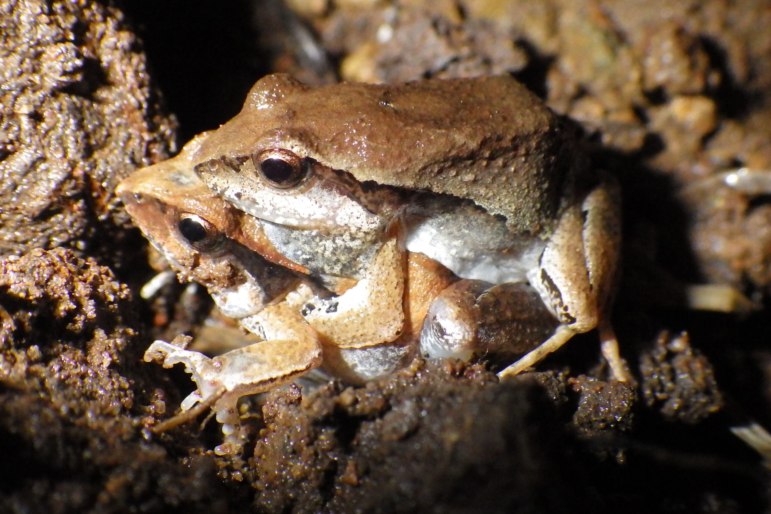 Physalaemus cuvieri - Girinos do Pampa
