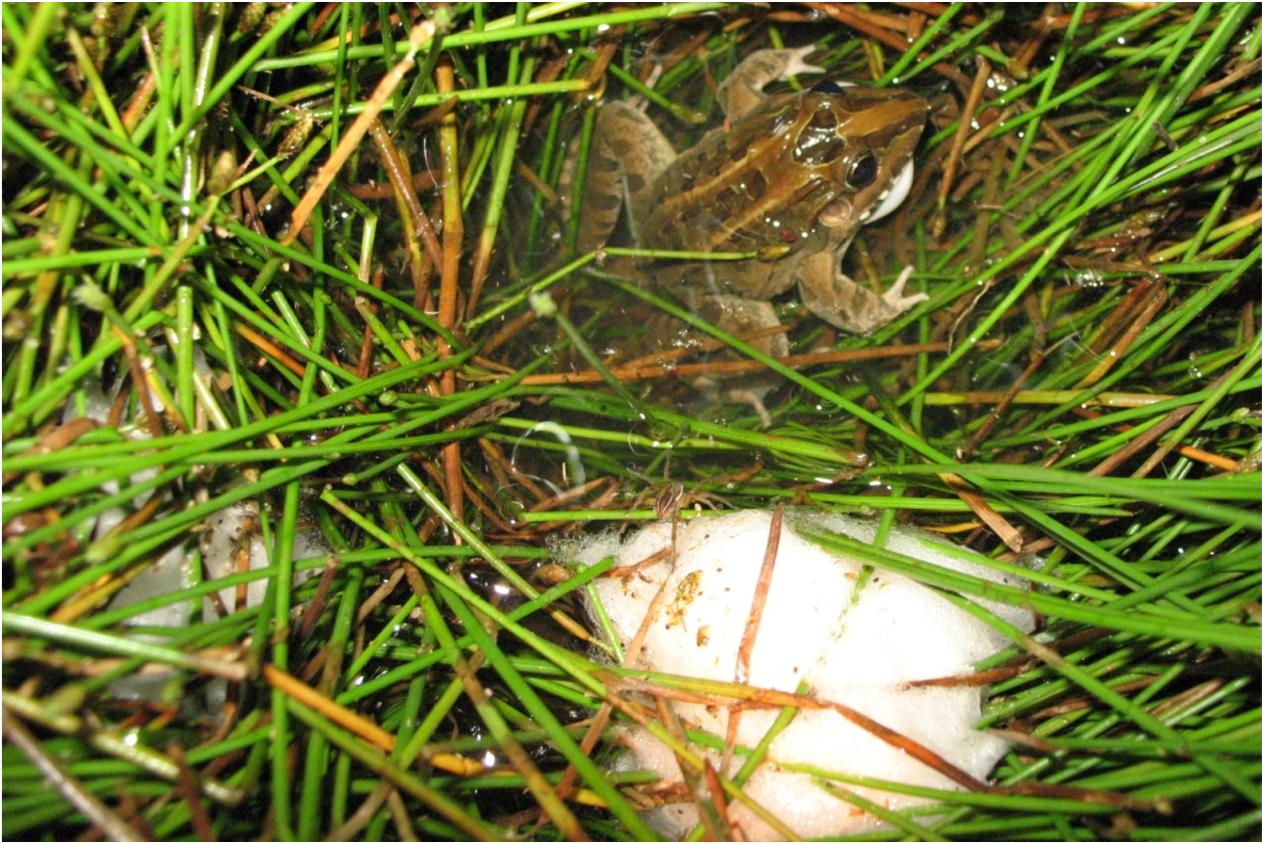 Leptodactylus macrosternum - Girinos do Pampa