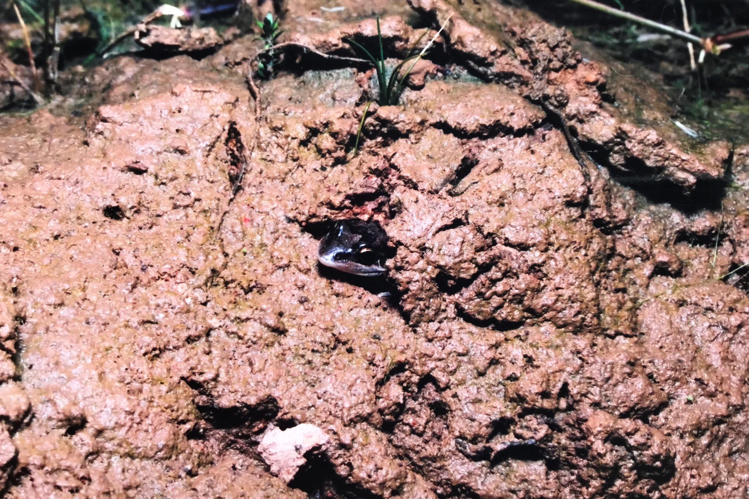 Leptodactylus latinasus - Girinos do Pampa