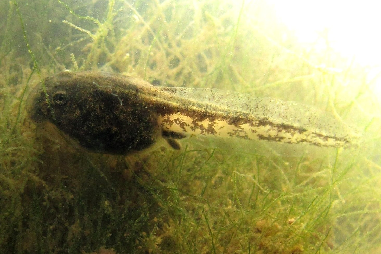 Melanophryniscus pachyrhynus - Girinos do Pampa