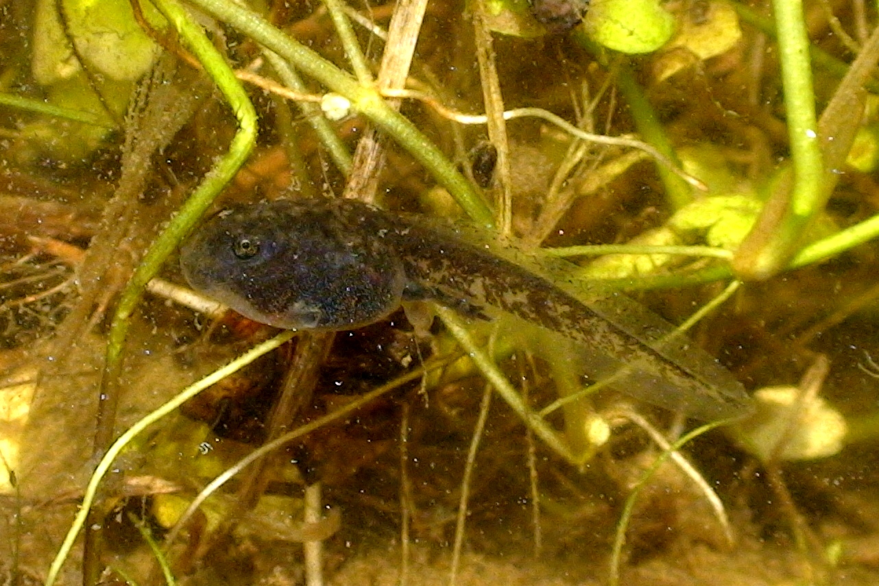 Melanophryniscus pachyrhynus - Girinos do Pampa