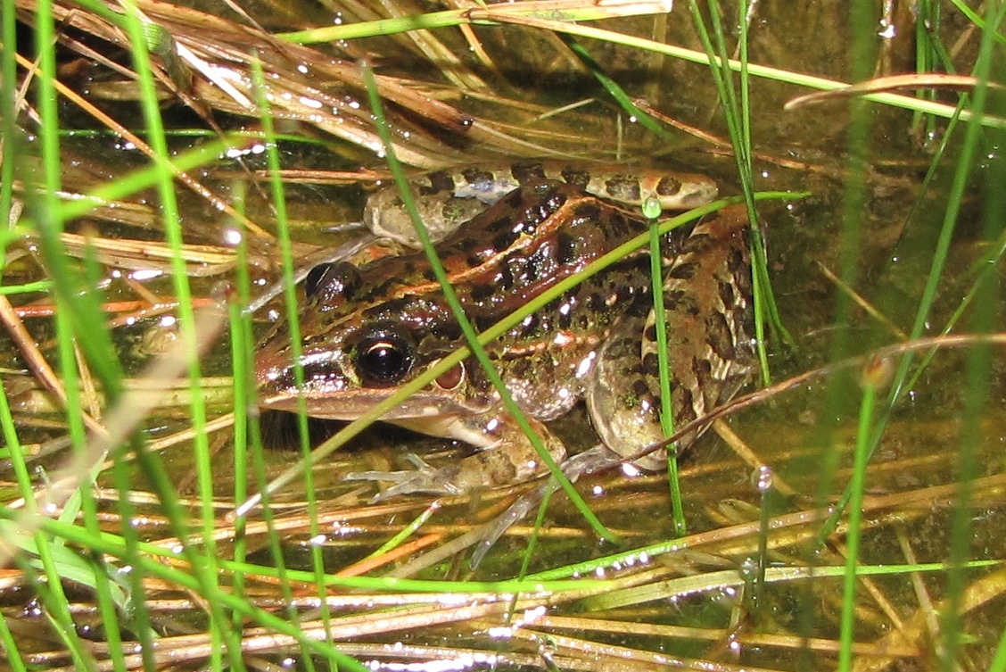 Leptodactylus furnarius - Girinos do Pampa