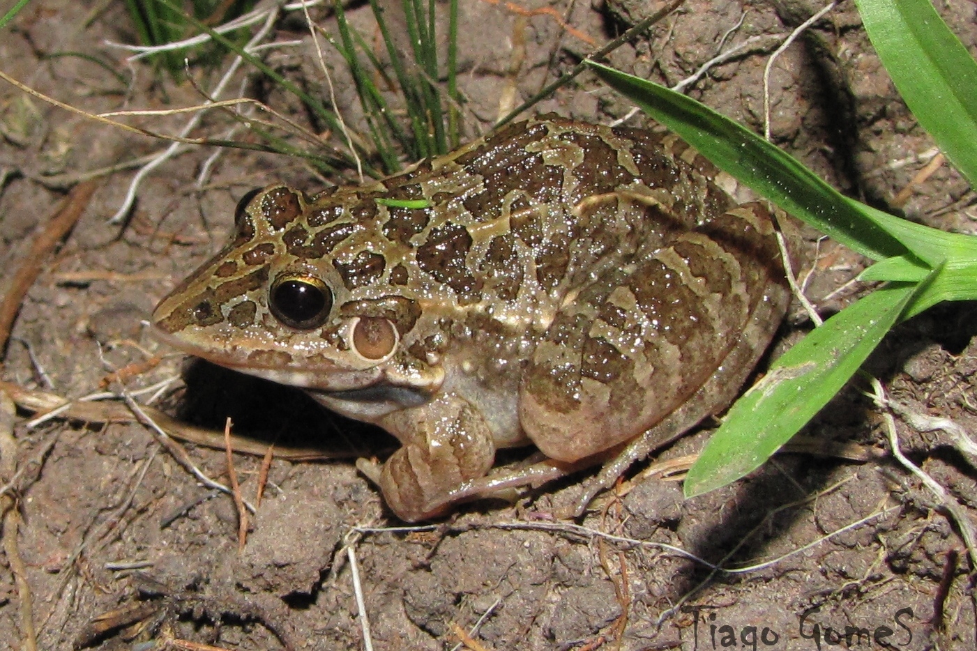 Leptodactylus fuscus - Girinos do Pampa
