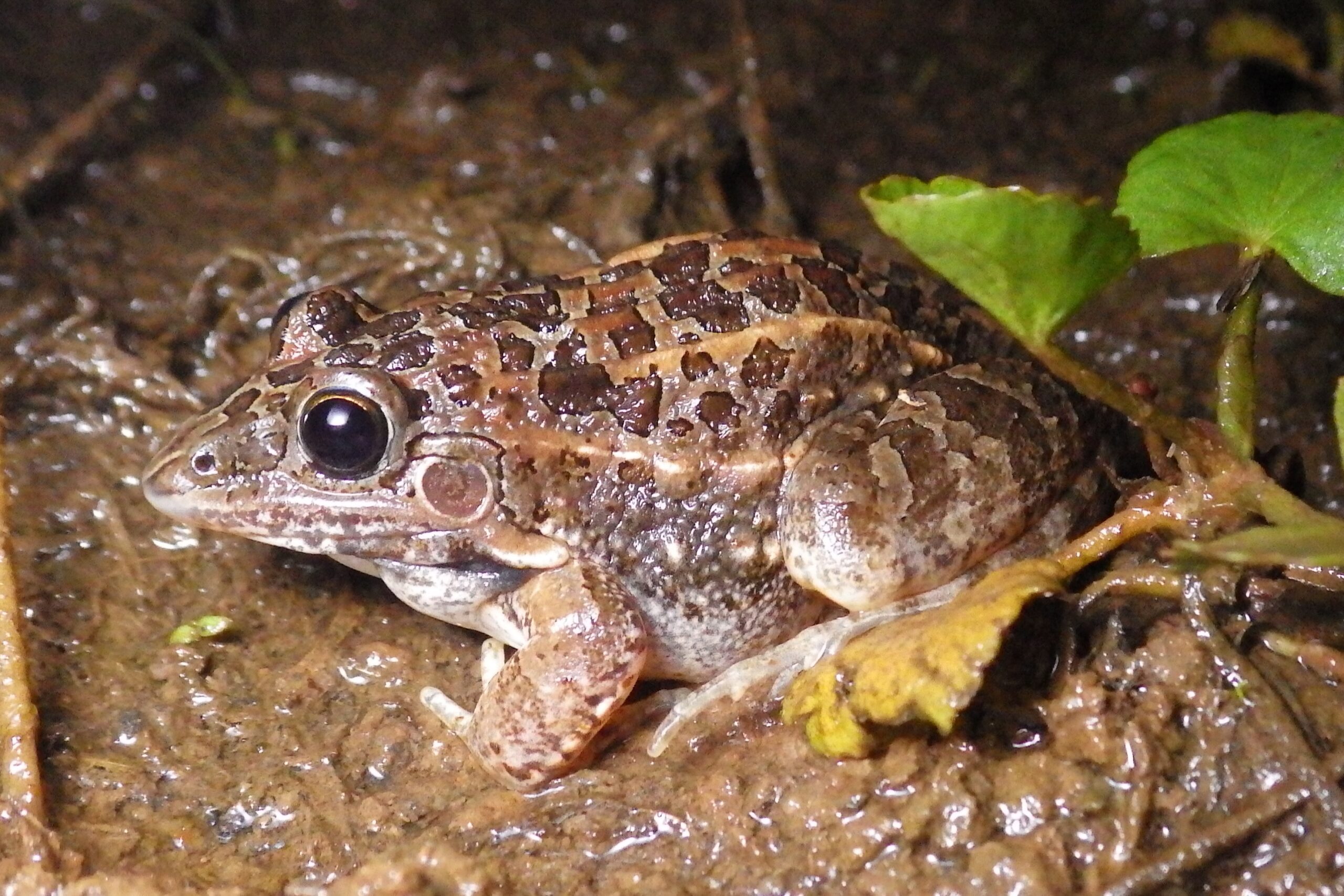 Leptodactylus fuscus - Girinos do Pampa