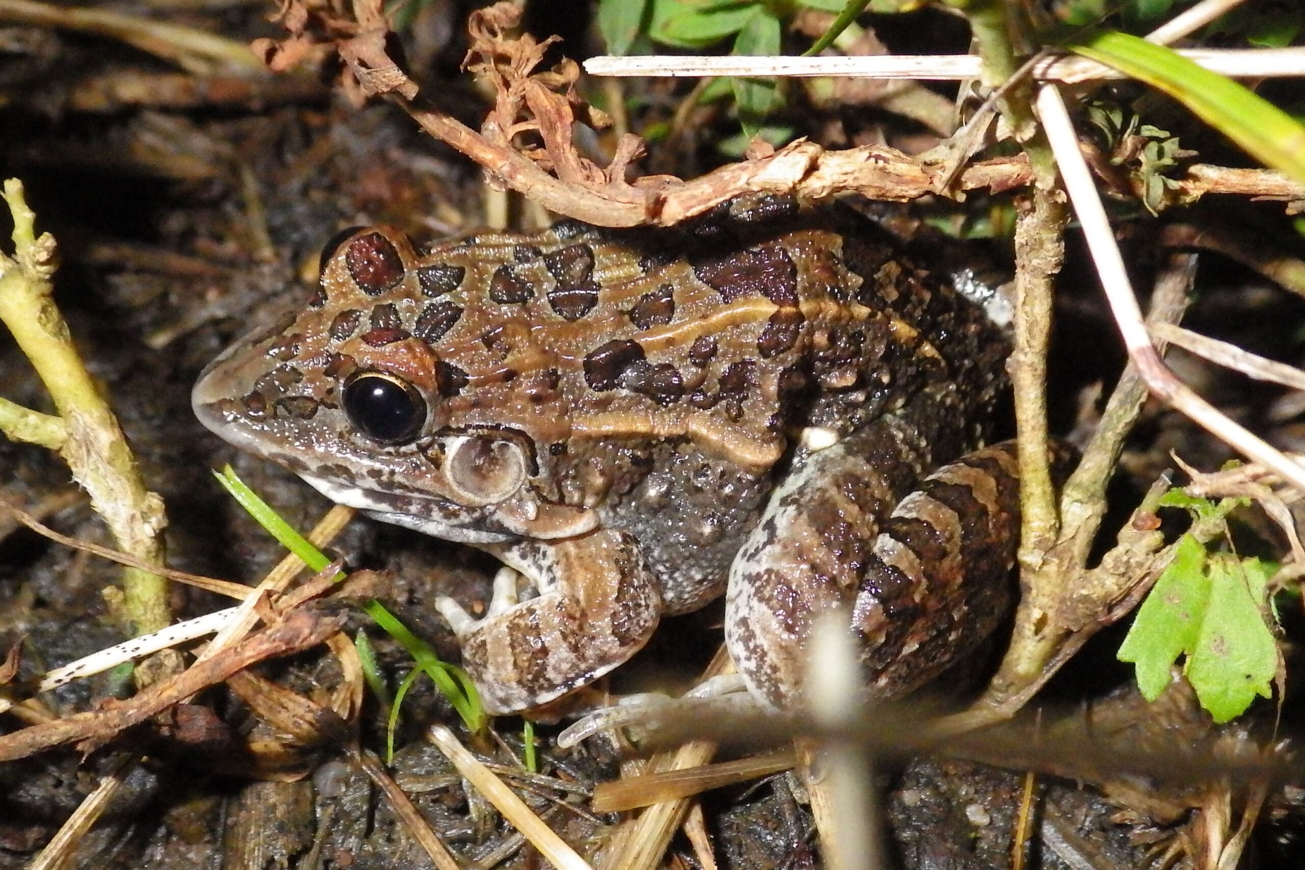 Leptodactylus fuscus - Girinos do Pampa