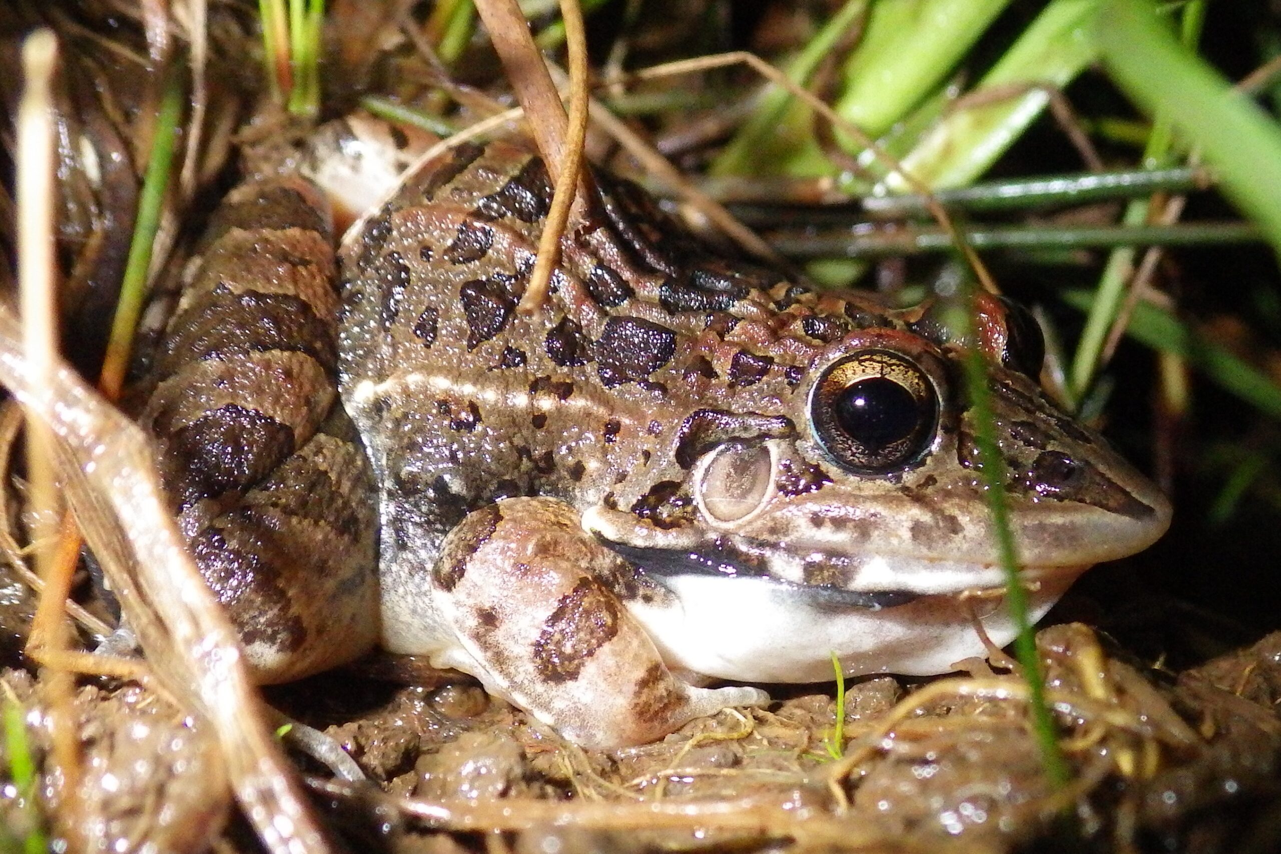 Leptodactylus fuscus - Girinos do Pampa
