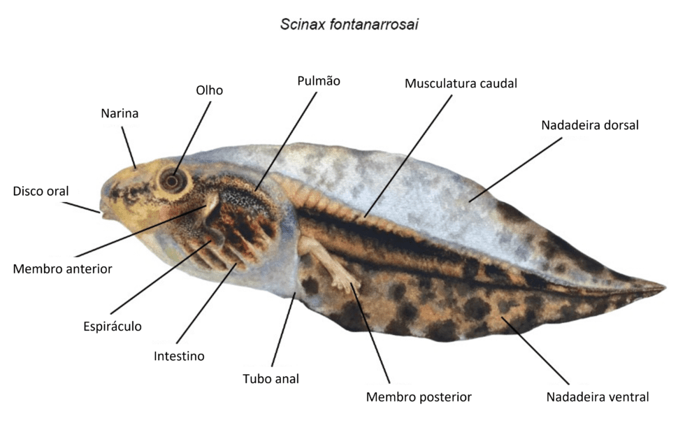 Girinos - Girinos do Pampa