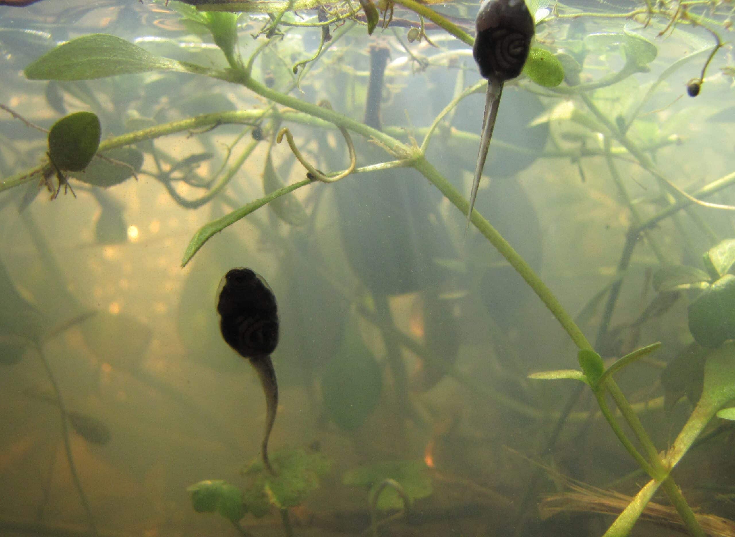 A amostragem de girinos beneficia estudos de biodiversidade em áreas ...